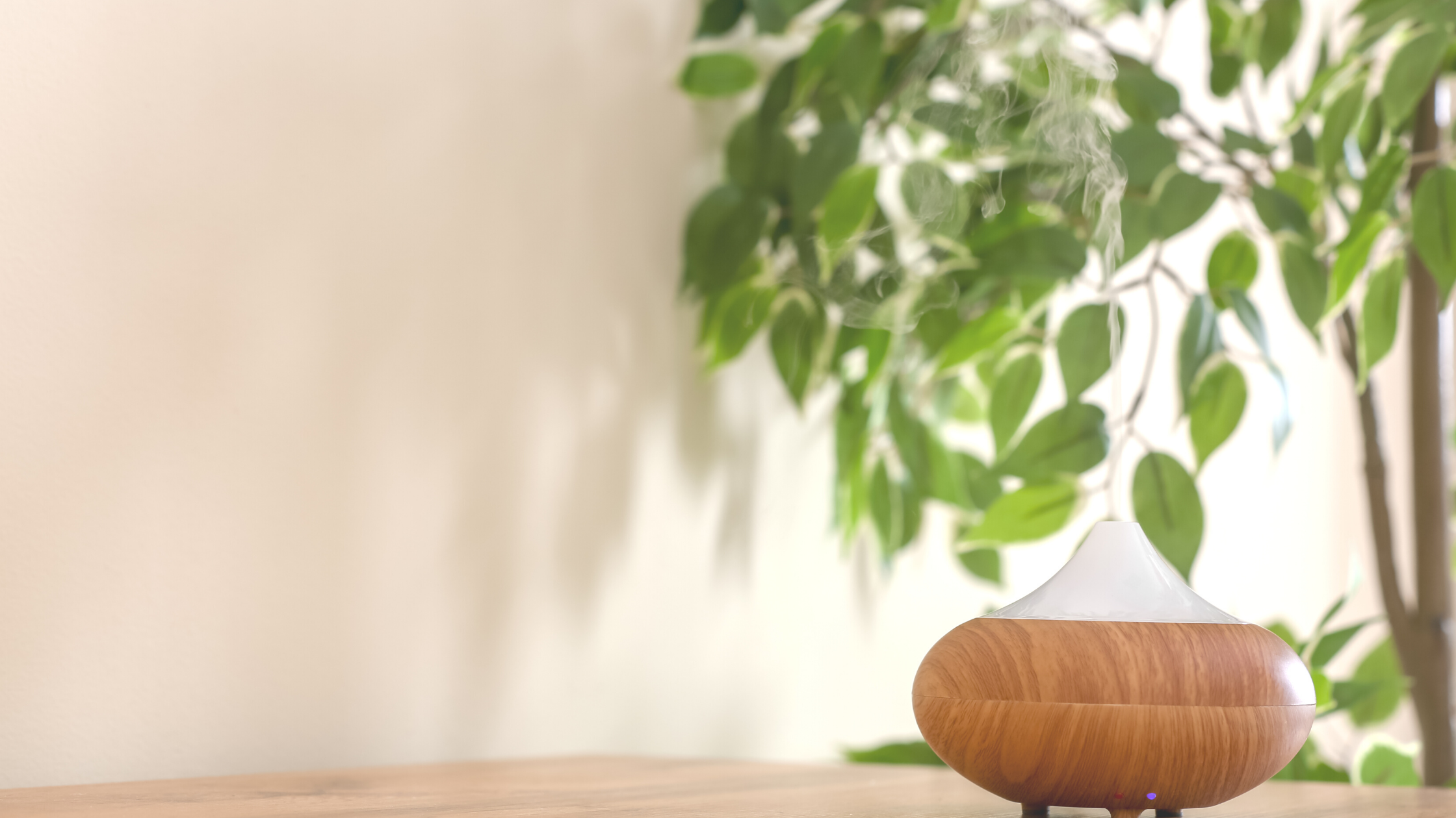 5 Energizing Essential Oil Diffuser Blends to Start Your Day Off Right ...